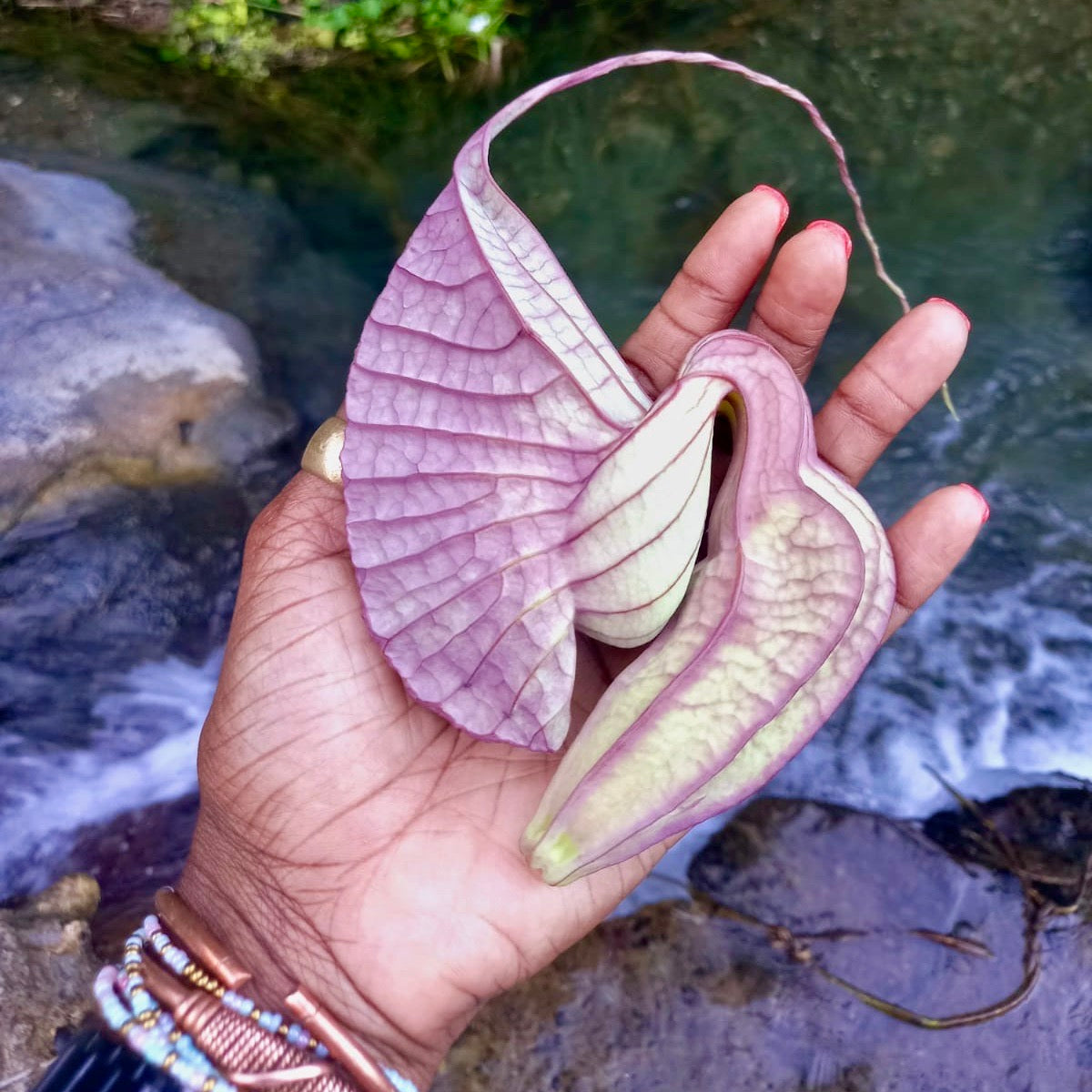 Detox your body, clear mucus and bad toxins - Jamaican Duck Flower Det ...