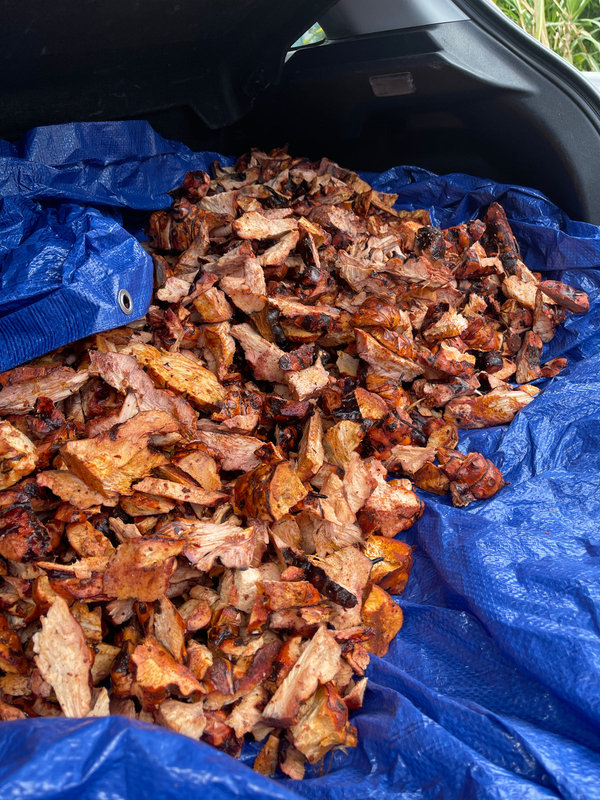 Benefits of Jamaican Chaney Root – Jahno Herbs