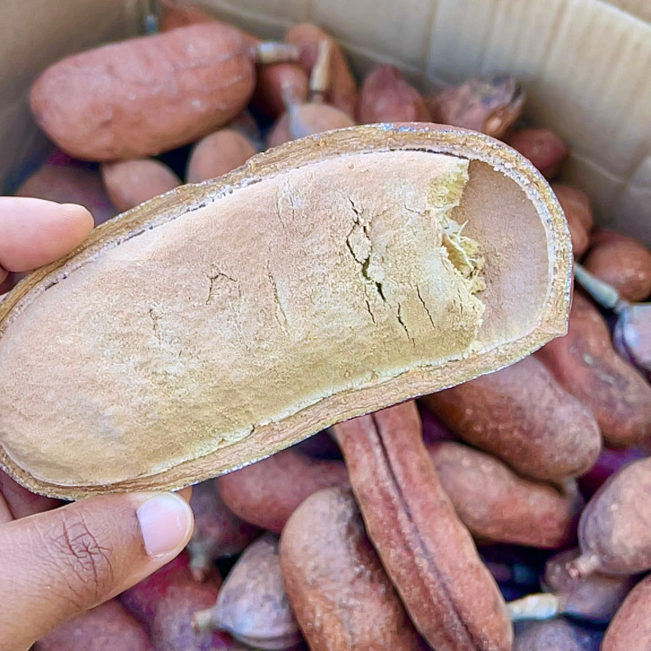 Jamaican Stinking Toe Fruit Powder – Jahno Herbs